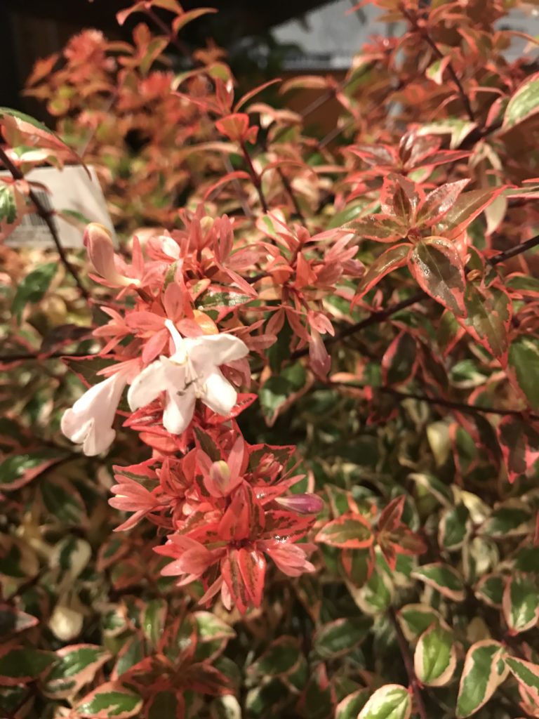 Groot Groen Plus 2021