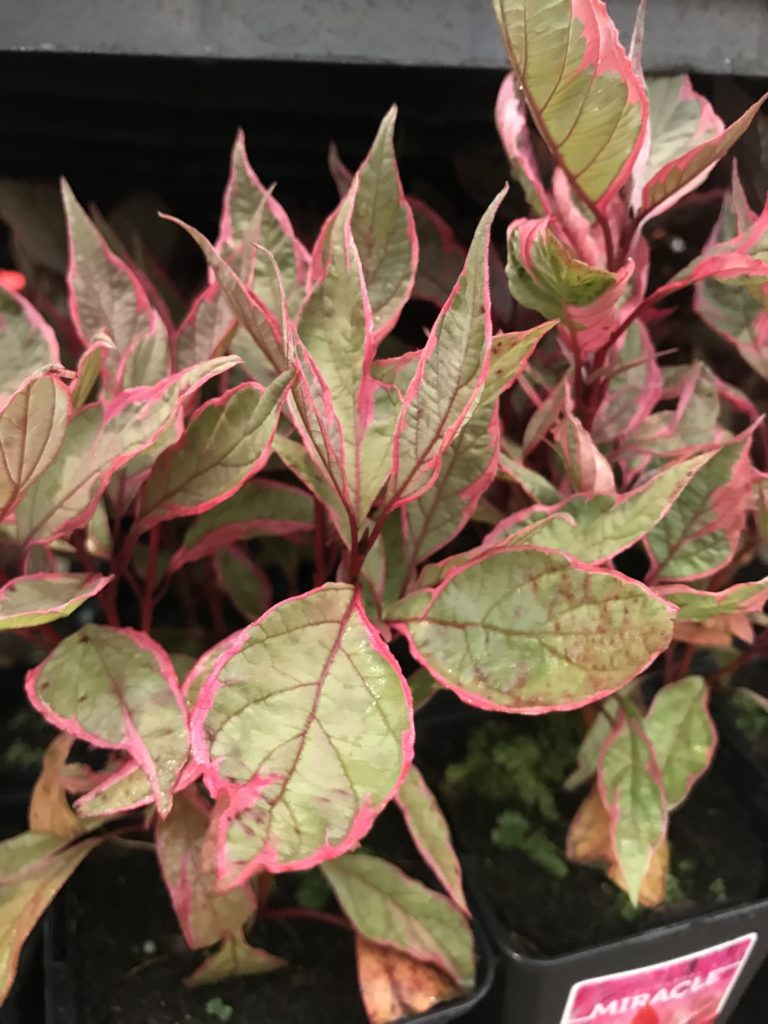 Groot Groen Plus 2021