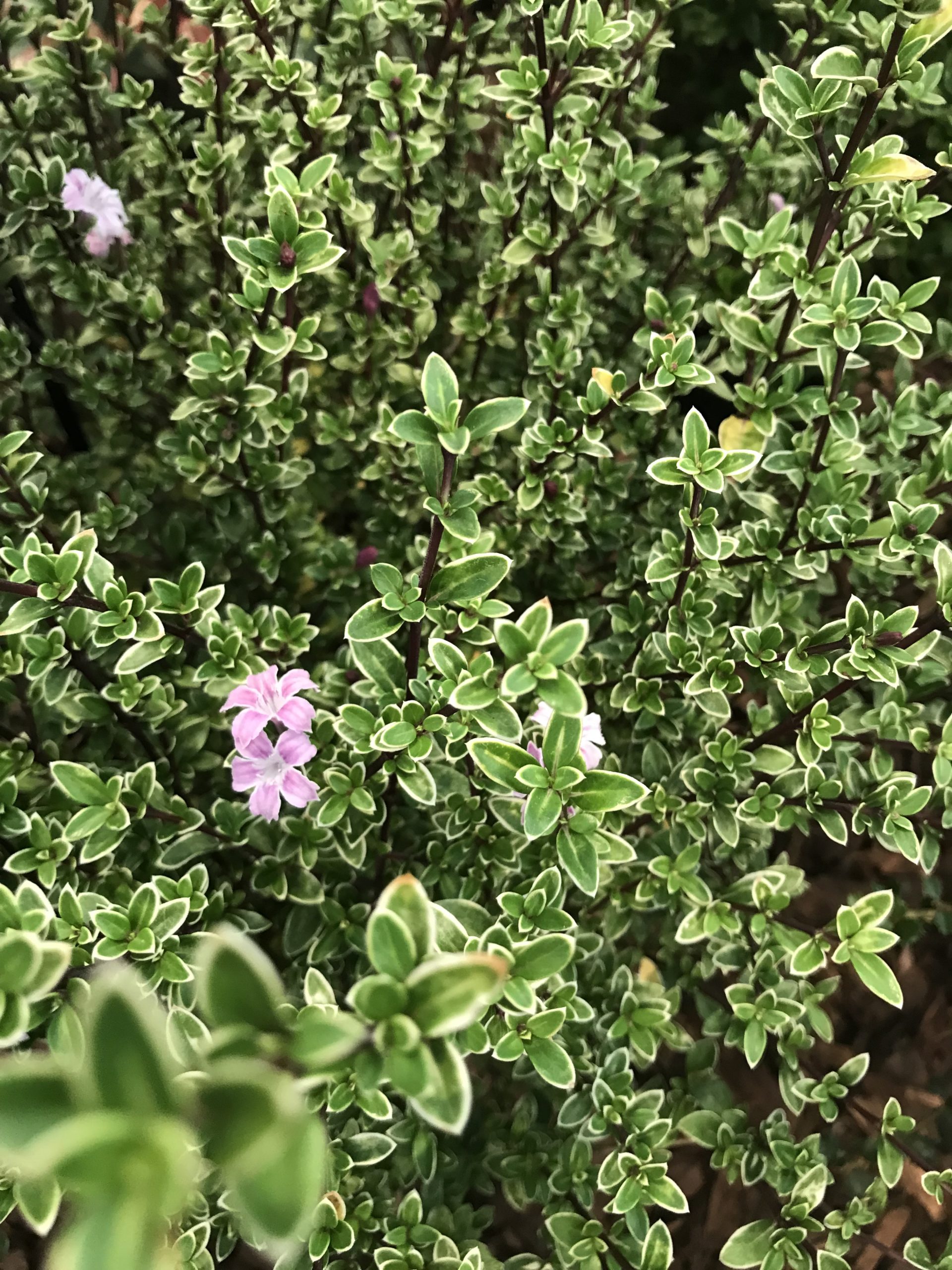 Groot Groen Plus 2021