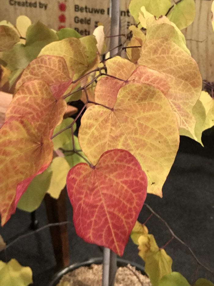 Groot Groen Plus 2021